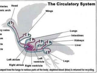 Bird's Blood Circulation | PPTX