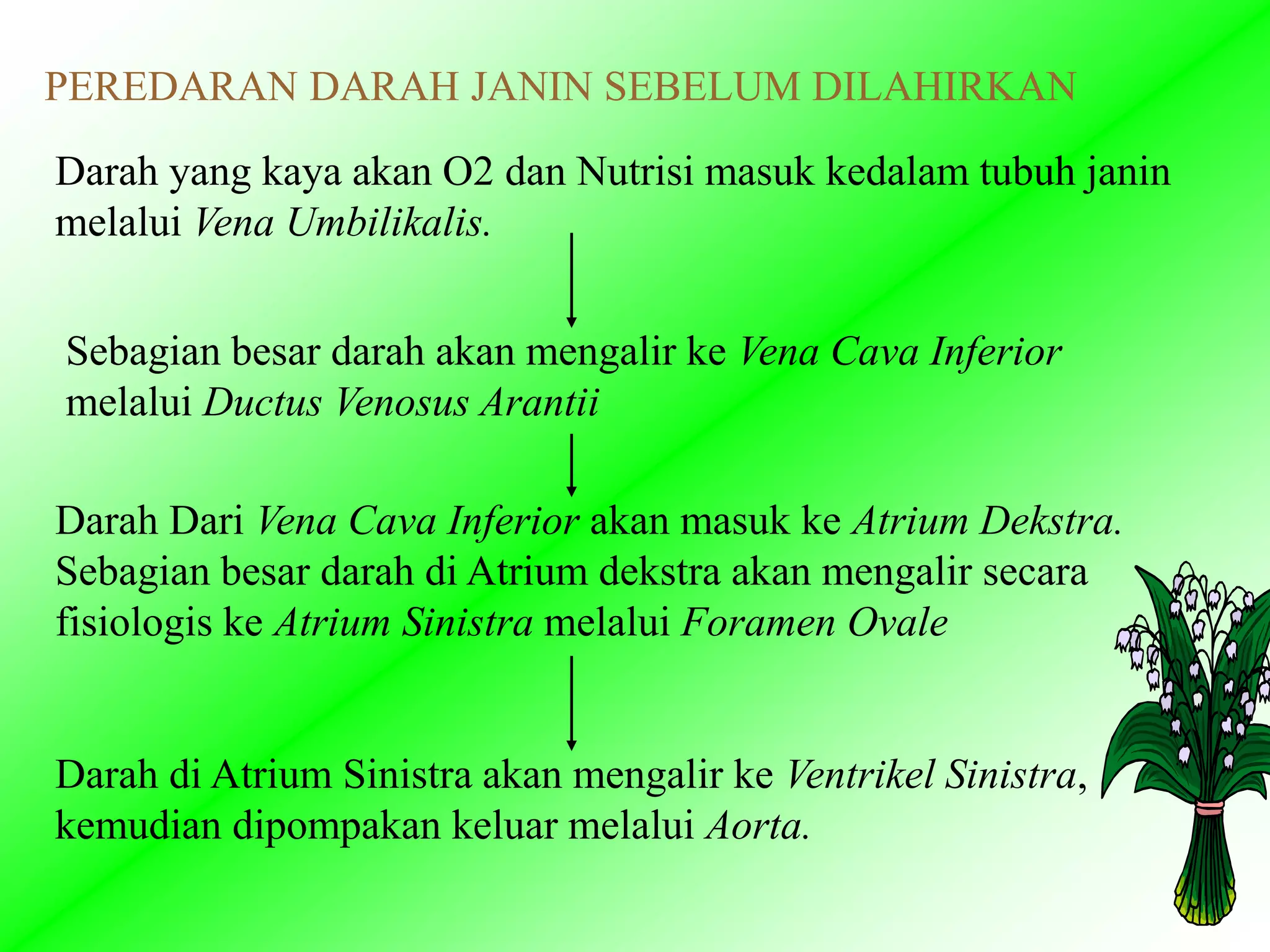 Peredaran Darah Janin | PPT