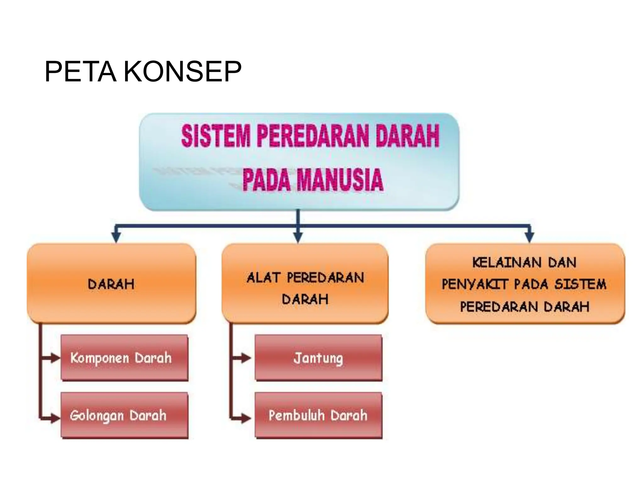 Sistem Peredaran darah kelas 8 merdeka belajar | PPT