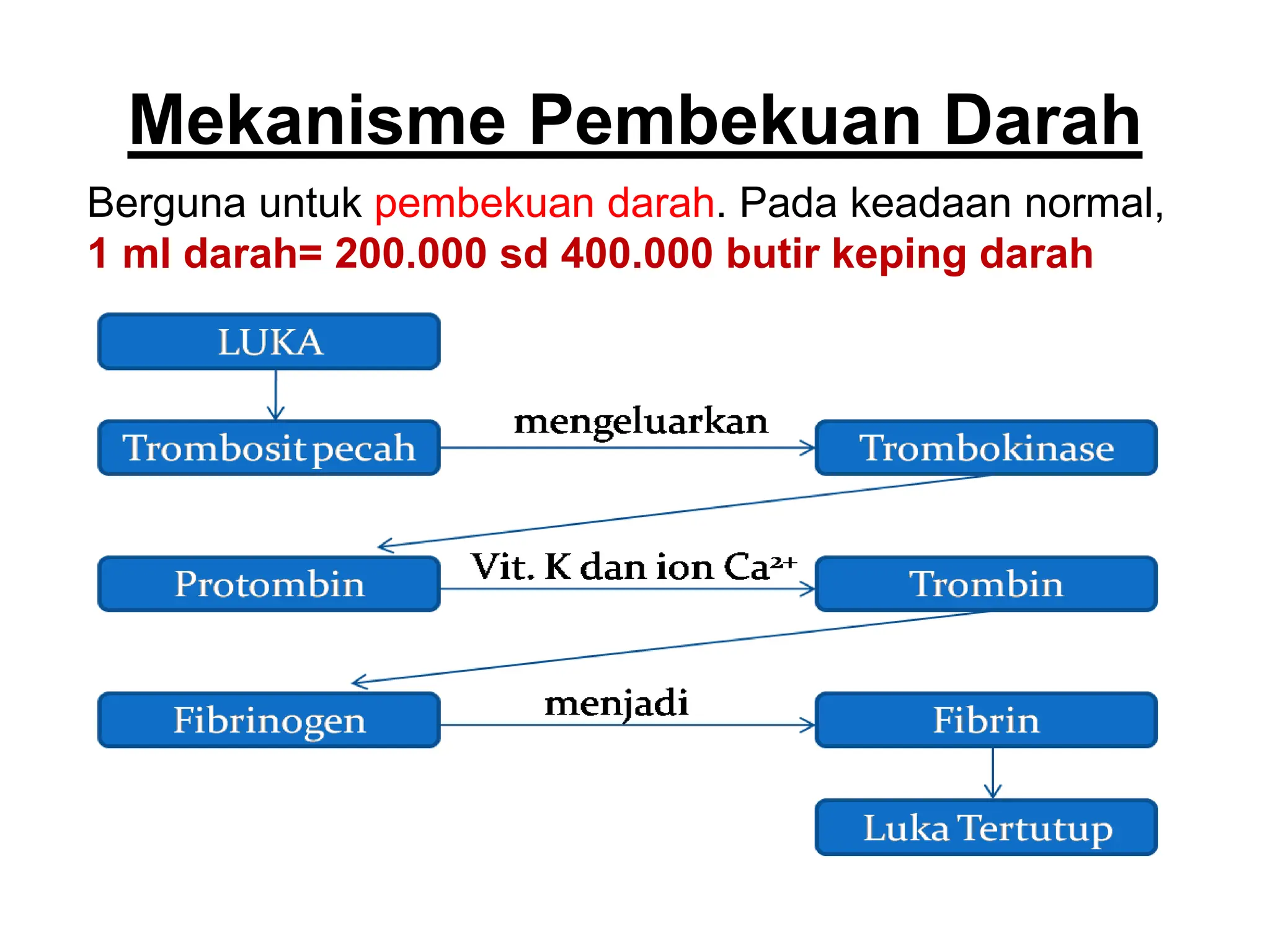 Sistem Peredaran darah kelas 8 merdeka belajar | PPT