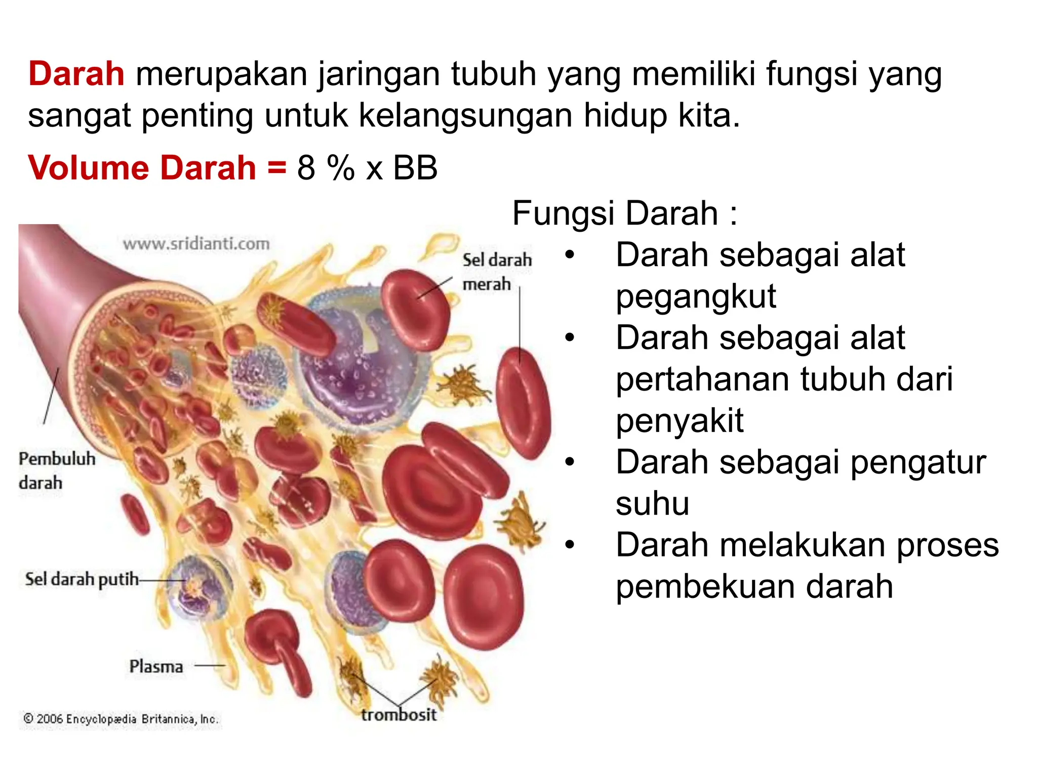 Sistem Peredaran darah kelas 8 merdeka belajar | PPT