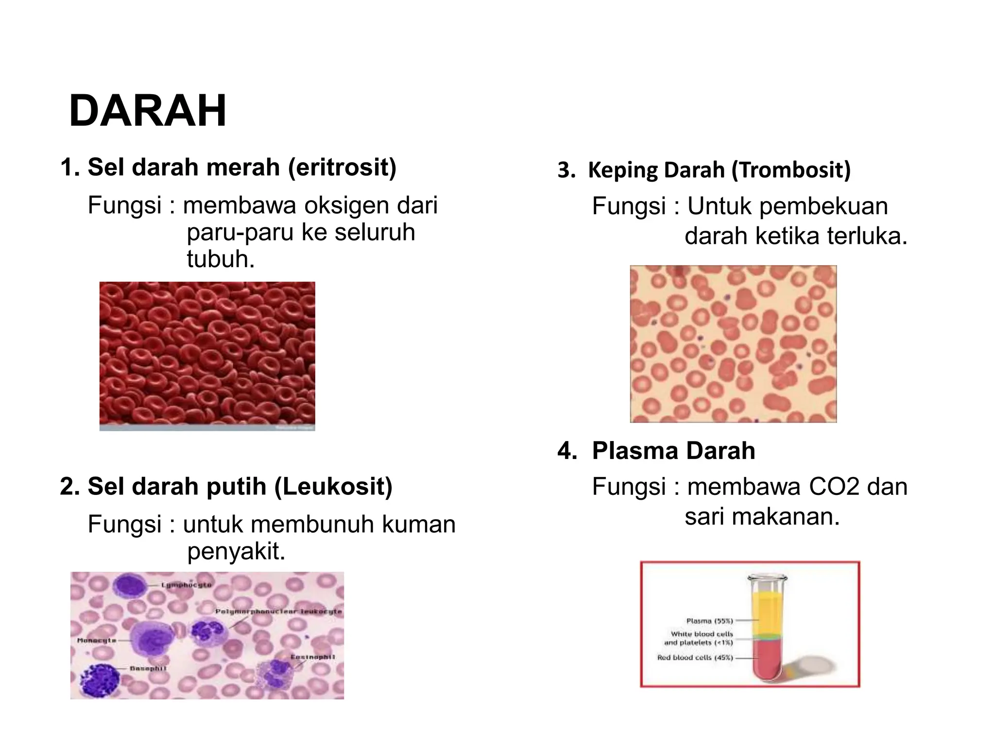 Sistem Peredaran darah kelas 8 merdeka belajar | PPT