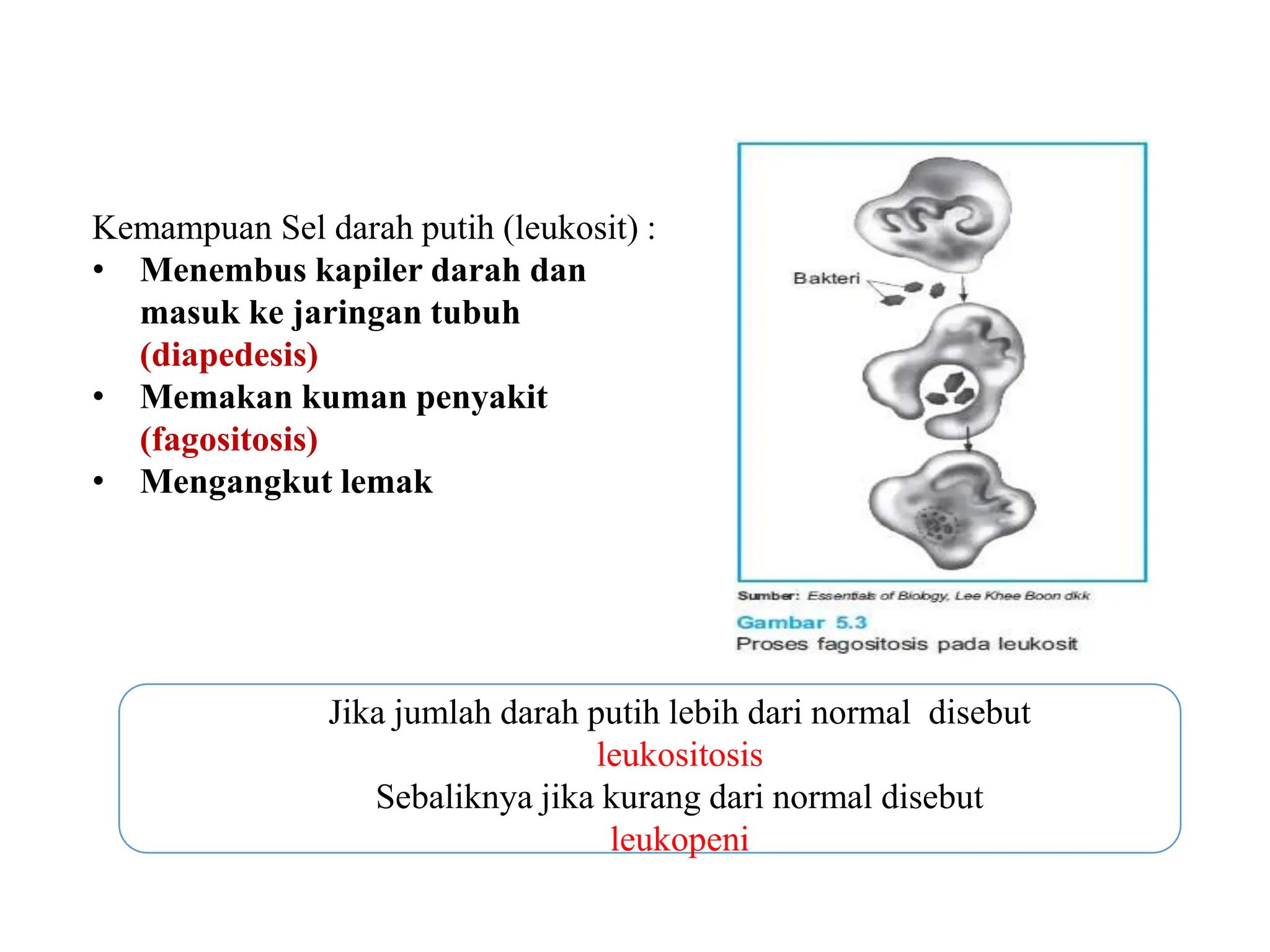 Sistem Peredaran darah kelas 8 merdeka belajar | PPT