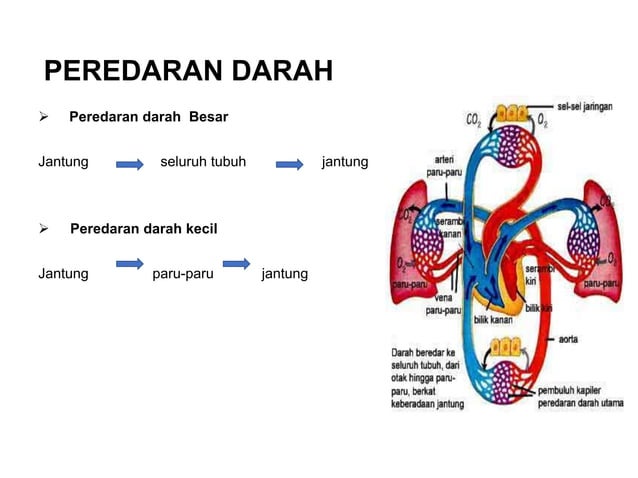 Sistem Peredaran darah kelas 8 merdeka belajar | PPT