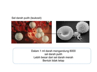 Sistem Peredaran darah kelas 8 merdeka belajar | PPT