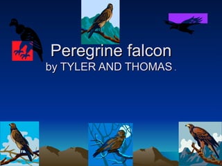 Peregrine Falcon Tyler Lomas Thomas Byrne | PPT