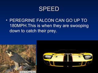 Peregrine Falcon Tyler Lomas Thomas Byrne | PPT