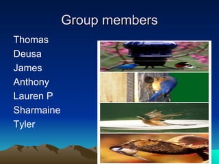 Peregrine Falcon Tyler Lomas Thomas Byrne | PPT