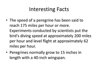 Peregrine falcon | PPTX