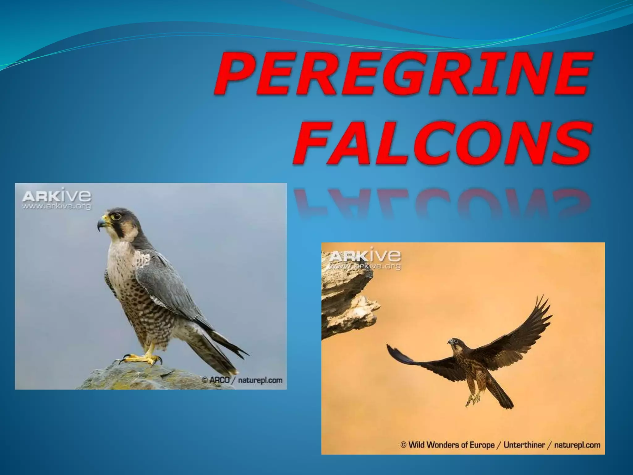 Peregrine falcons 1 | PPTX