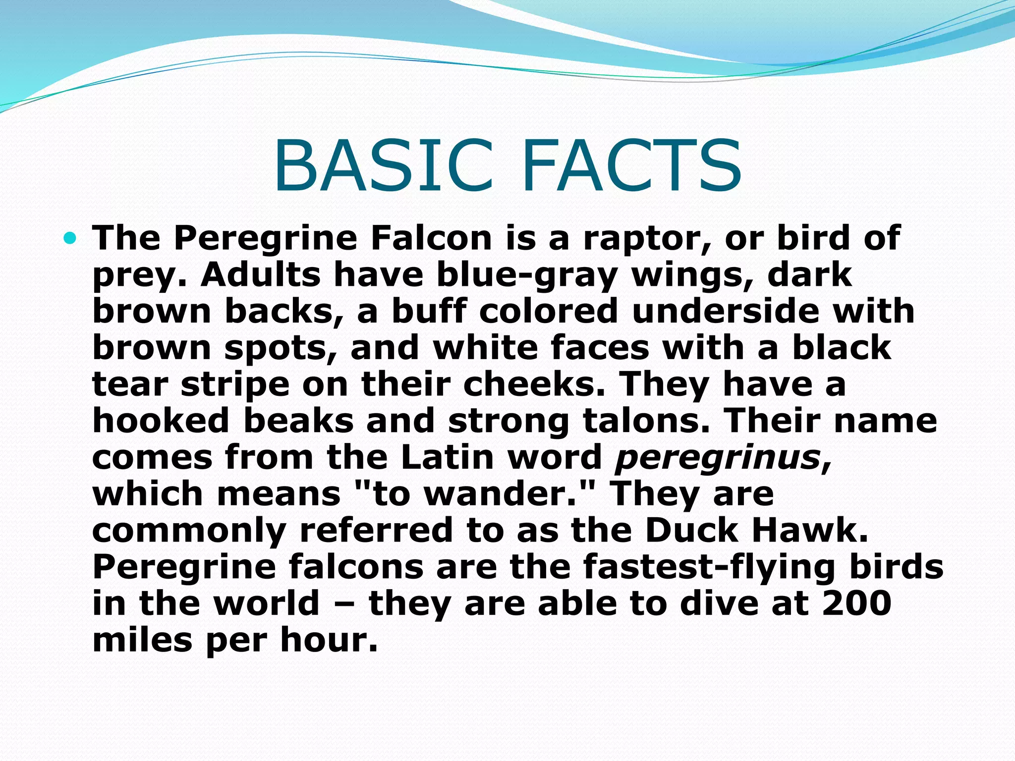 Peregrine falcons 1 | PPTX