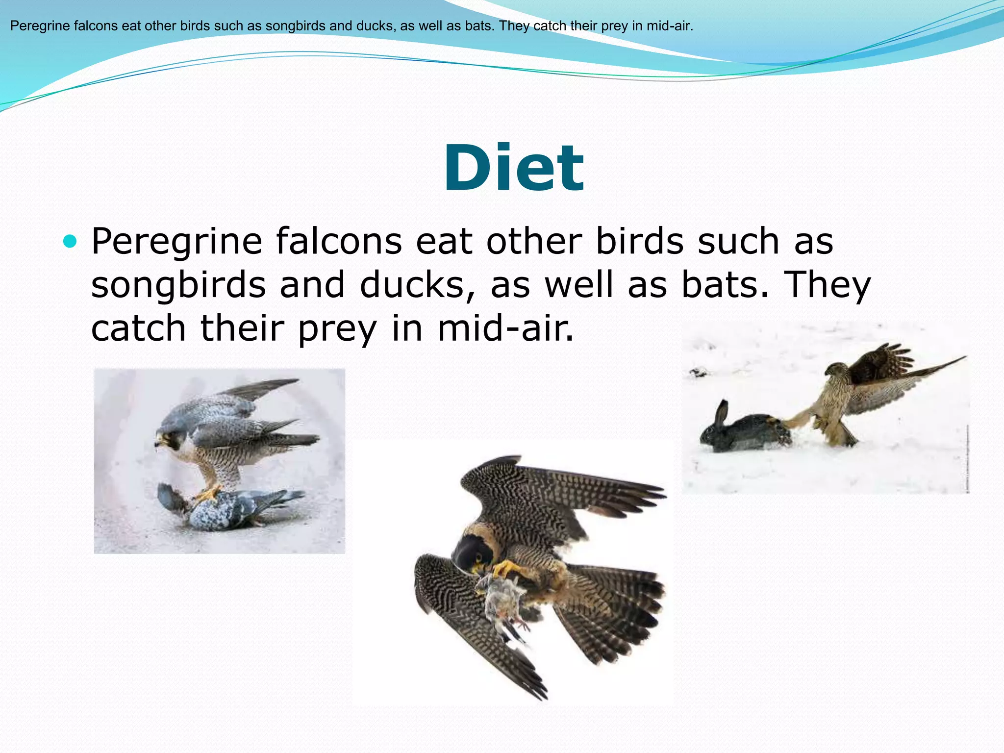 Peregrine falcons 1 | PPTX