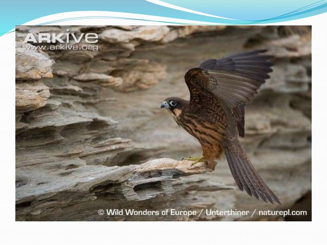 Peregrine falcons 1 | PPTX
