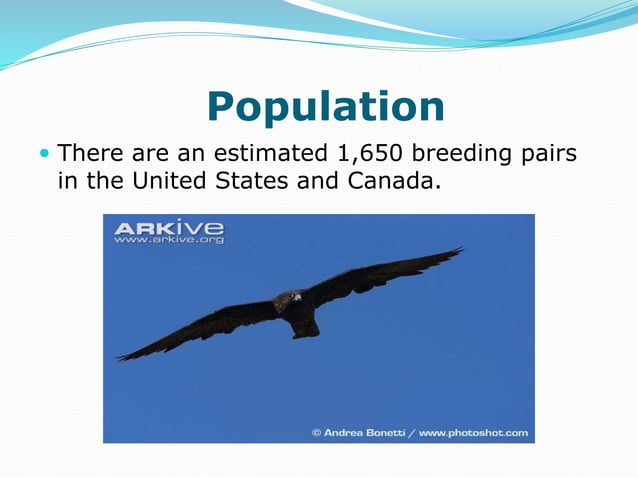 Peregrine falcons 1 | PPTX