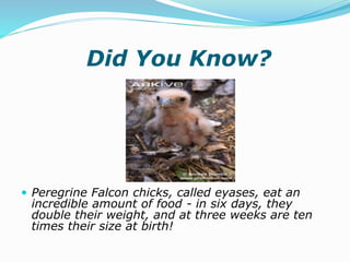 Peregrine falcons 1 | PPTX