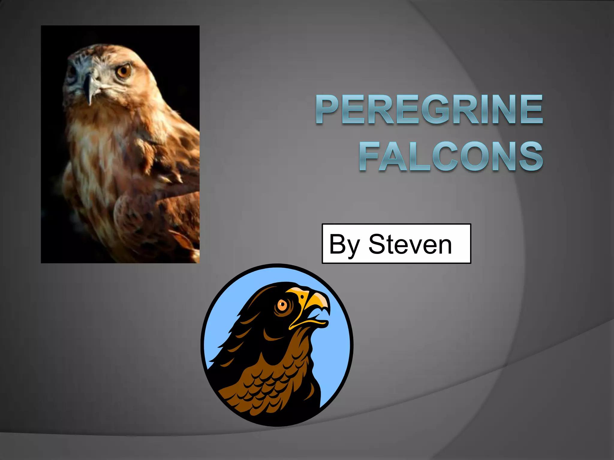 Peregrine falcons by steven | PPT