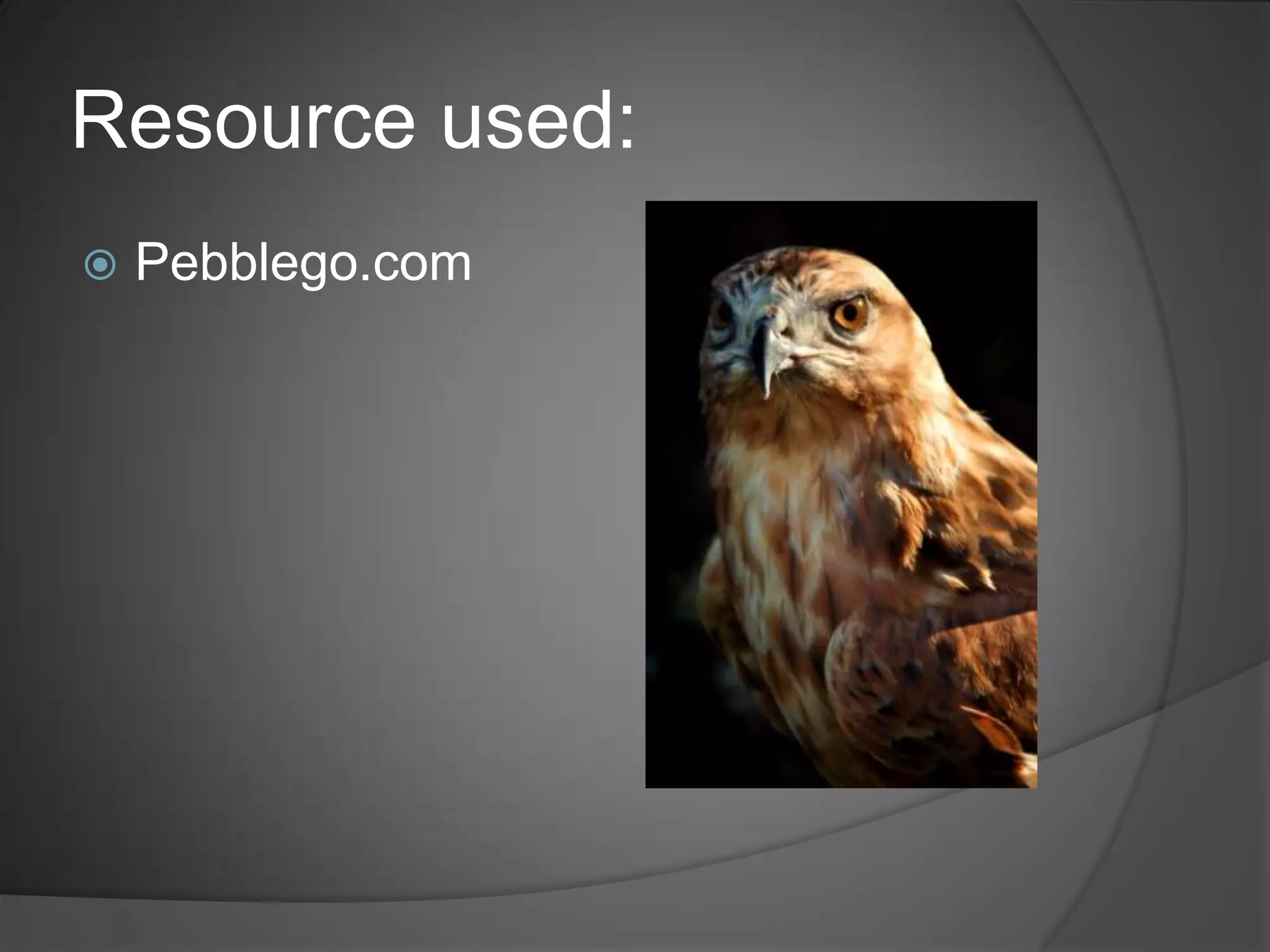 Peregrine falcons by steven | PPTX | Birds | Pets