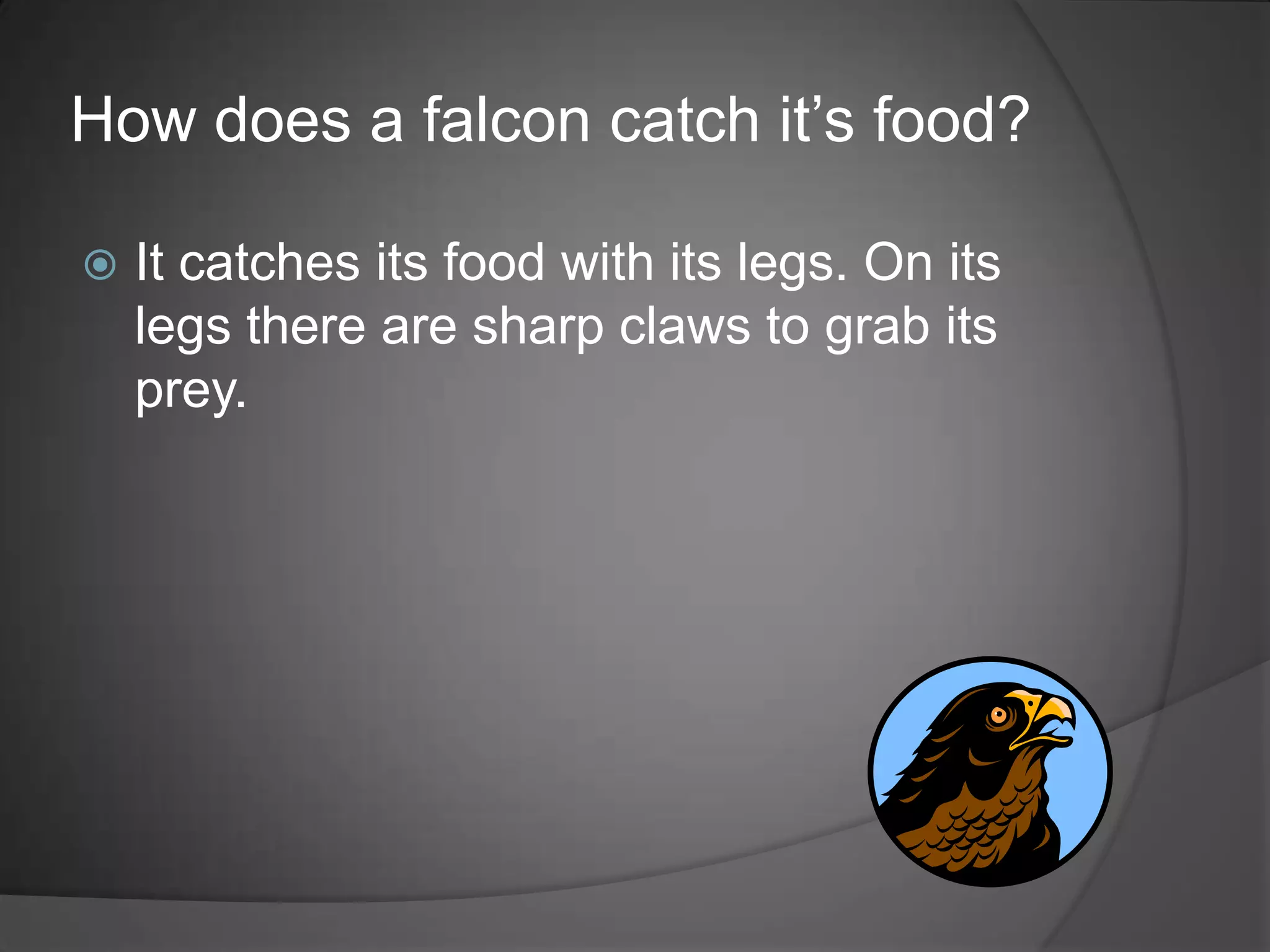 Peregrine falcons by steven | PPT
