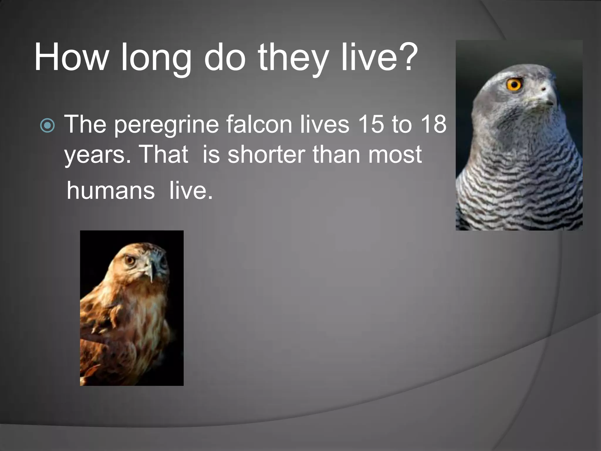 Peregrine falcons by steven | PPTX | Birds | Pets