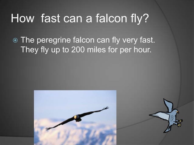 Peregrine falcons by steven | PPT