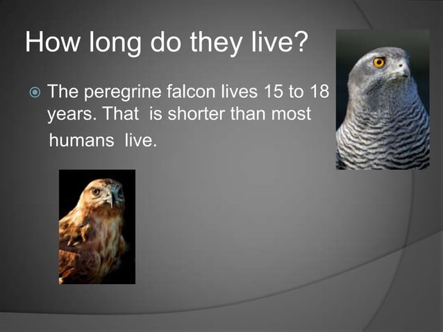 Peregrine falcons by steven | PPTX | Birds | Pets