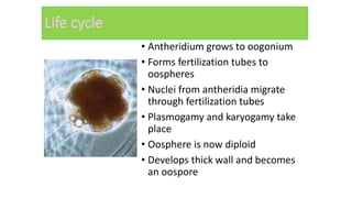 Perenosporales | PPTX