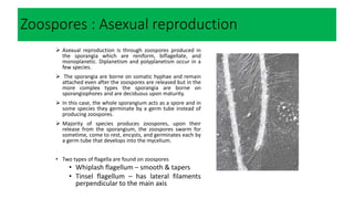 Perenosporales | PPTX