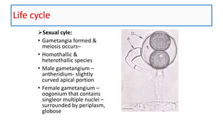 Perenosporales | PPTX