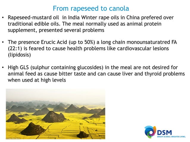 What you need to know about Canola meal | PPT