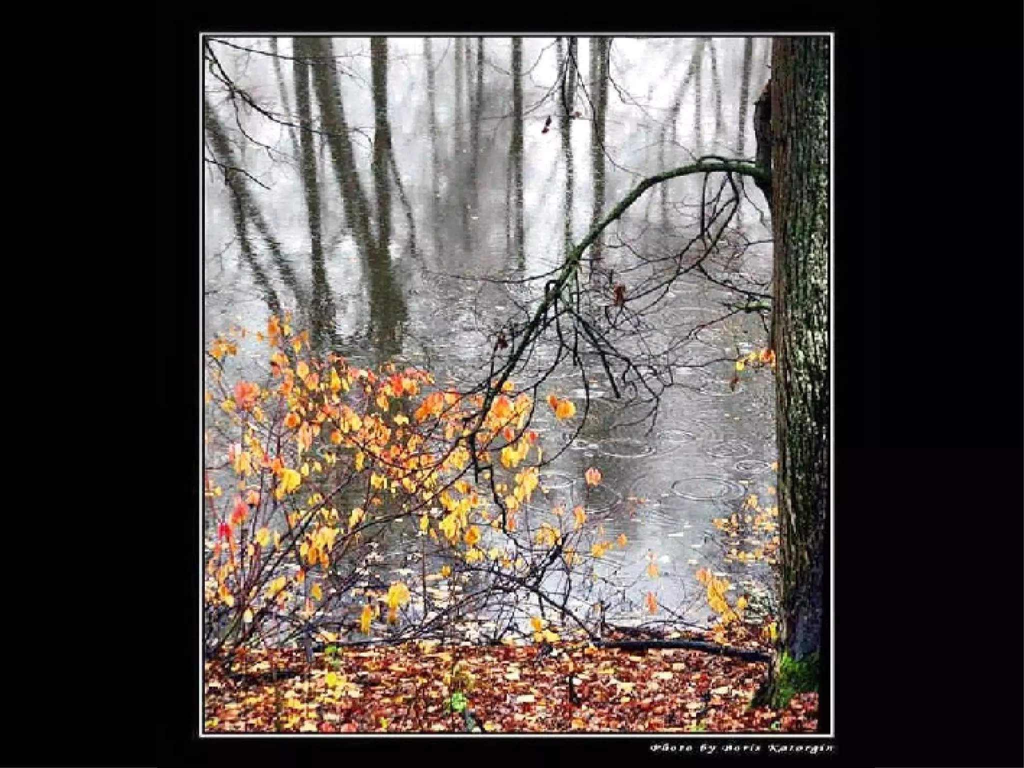 Perfect images of nature | PPS