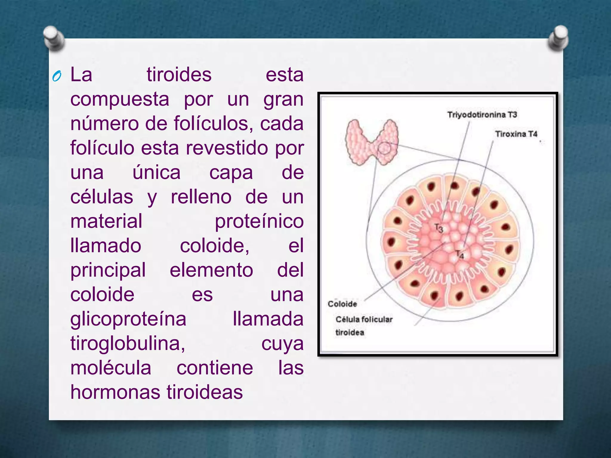 Perfil tiroideo | PPTX
