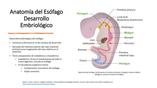 Perforación Esofágica - Cirugia UP - AH.pptx