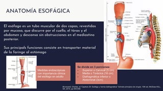 Perforacion esofagica | PDF