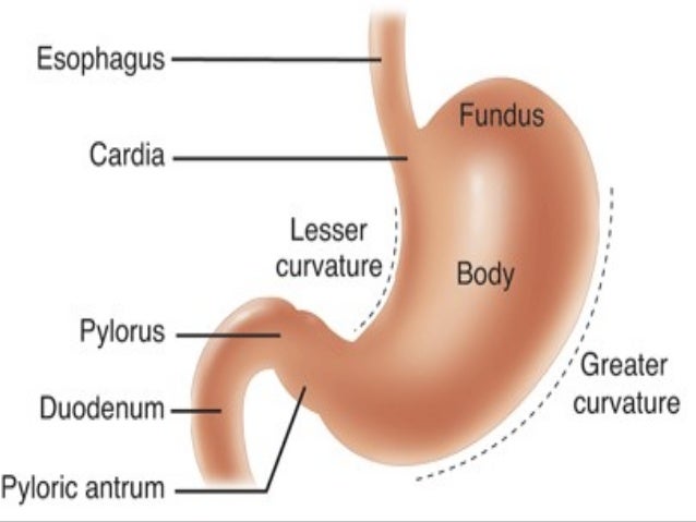 Perforated peptic ulcers