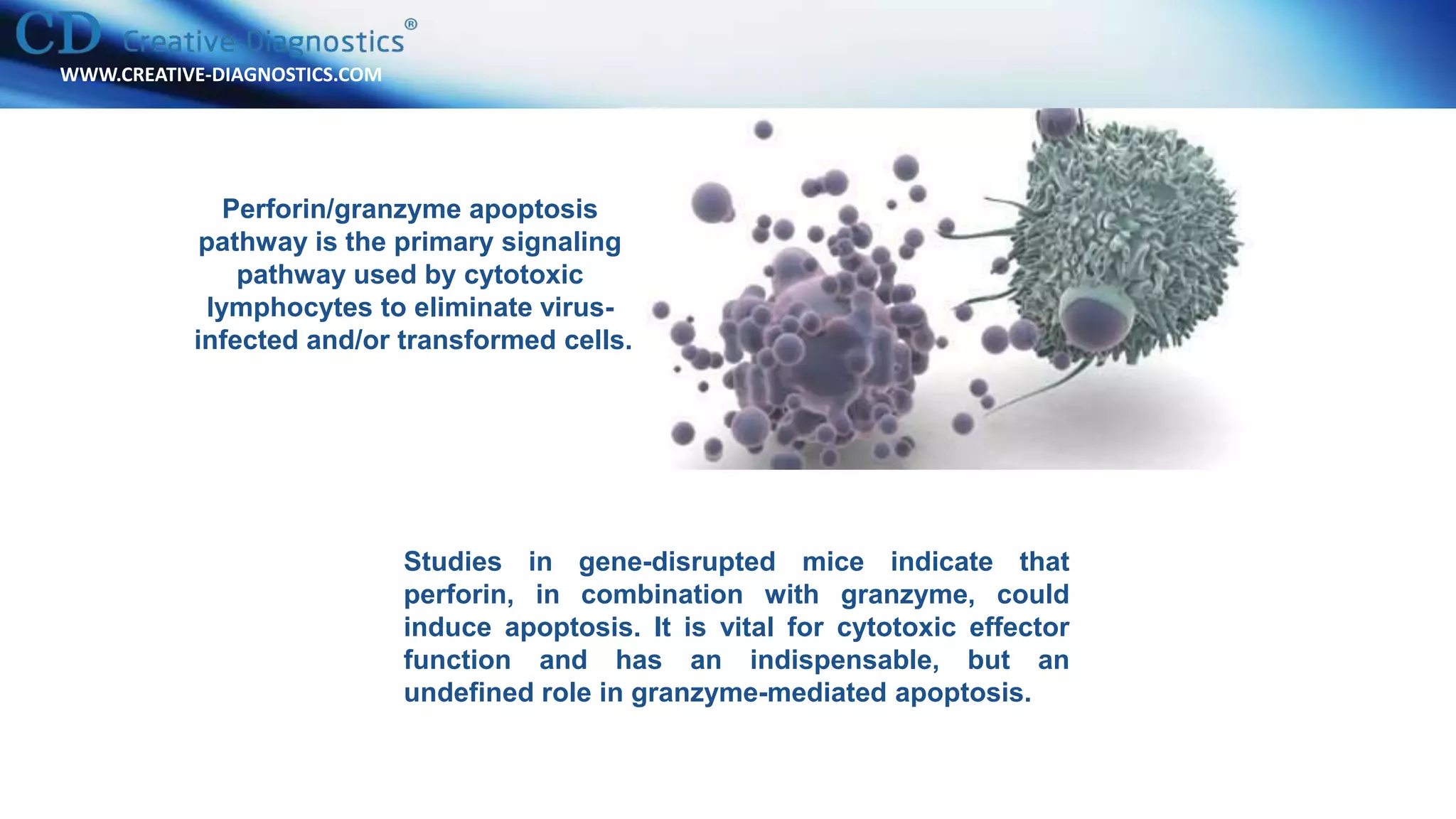 Perforin/granzyme apoptosis pathway | PPTX | Biological Sciences | Science