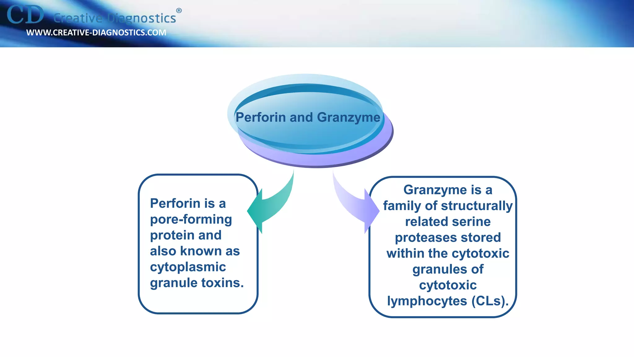 Perforin/granzyme apoptosis pathway | PPTX