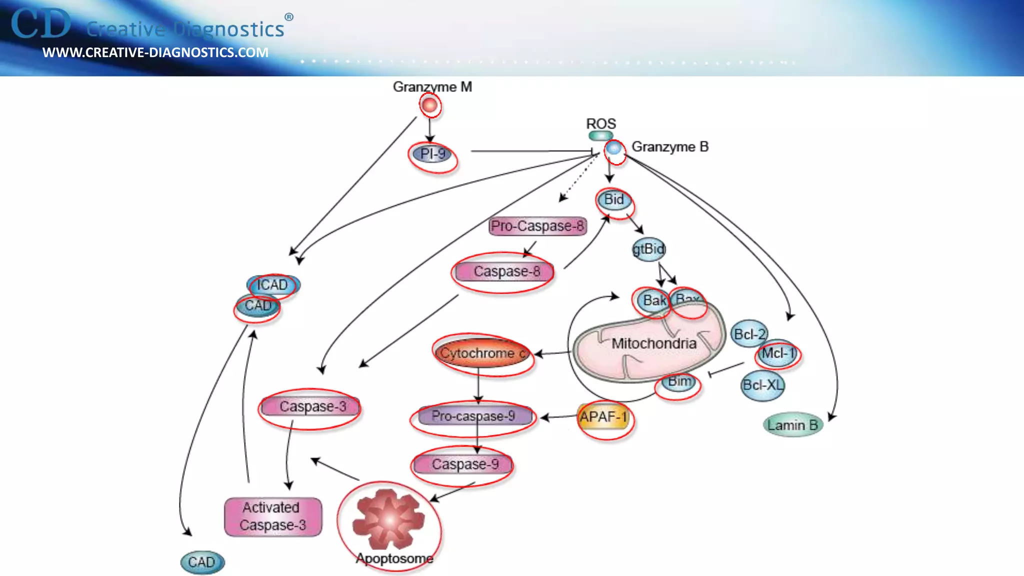 Perforin/granzyme apoptosis pathway | PPTX