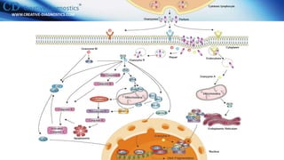 Perforin/granzyme apoptosis pathway | PPTX