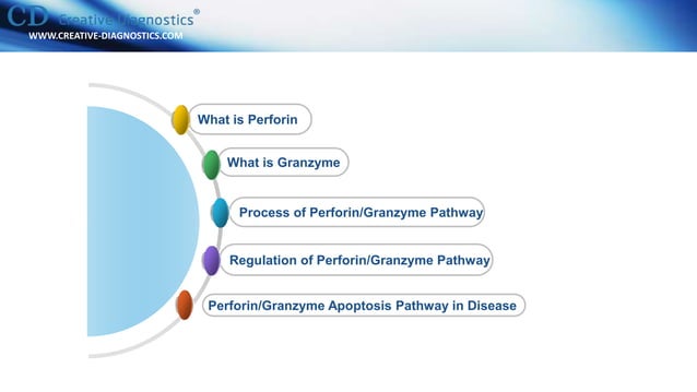 Perforin/granzyme apoptosis pathway | PPTX | Biological Sciences | Science