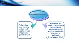 Perforin/granzyme apoptosis pathway | PPTX