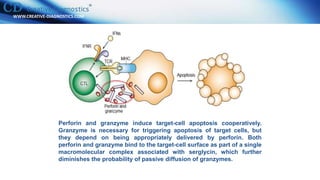 Perforin/granzyme apoptosis pathway | PPTX
