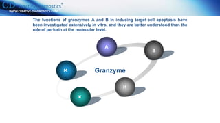 Perforin/granzyme apoptosis pathway | PPTX