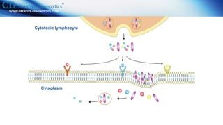 Perforin/granzyme apoptosis pathway | PPTX