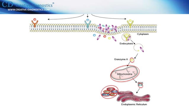 Perforin/granzyme apoptosis pathway | PPTX | Biological Sciences | Science