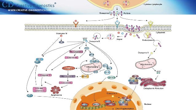 Perforin/granzyme apoptosis pathway