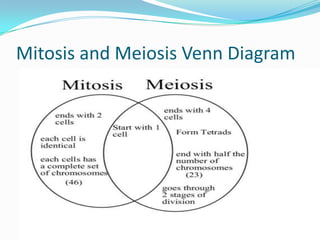 Meiosis Vs Mitosis Venn Diagram