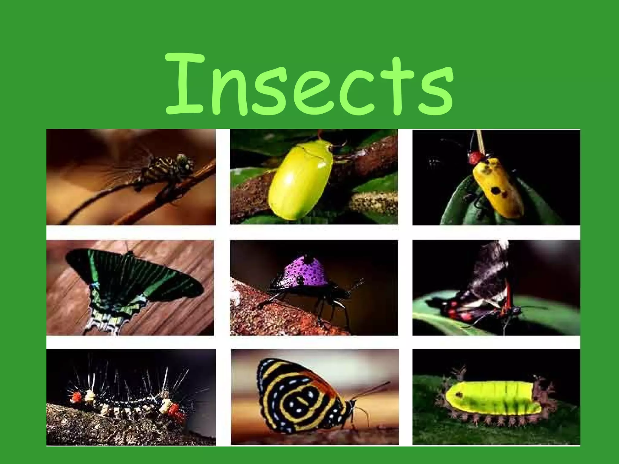 INSECTS VOCABULARY | PPT