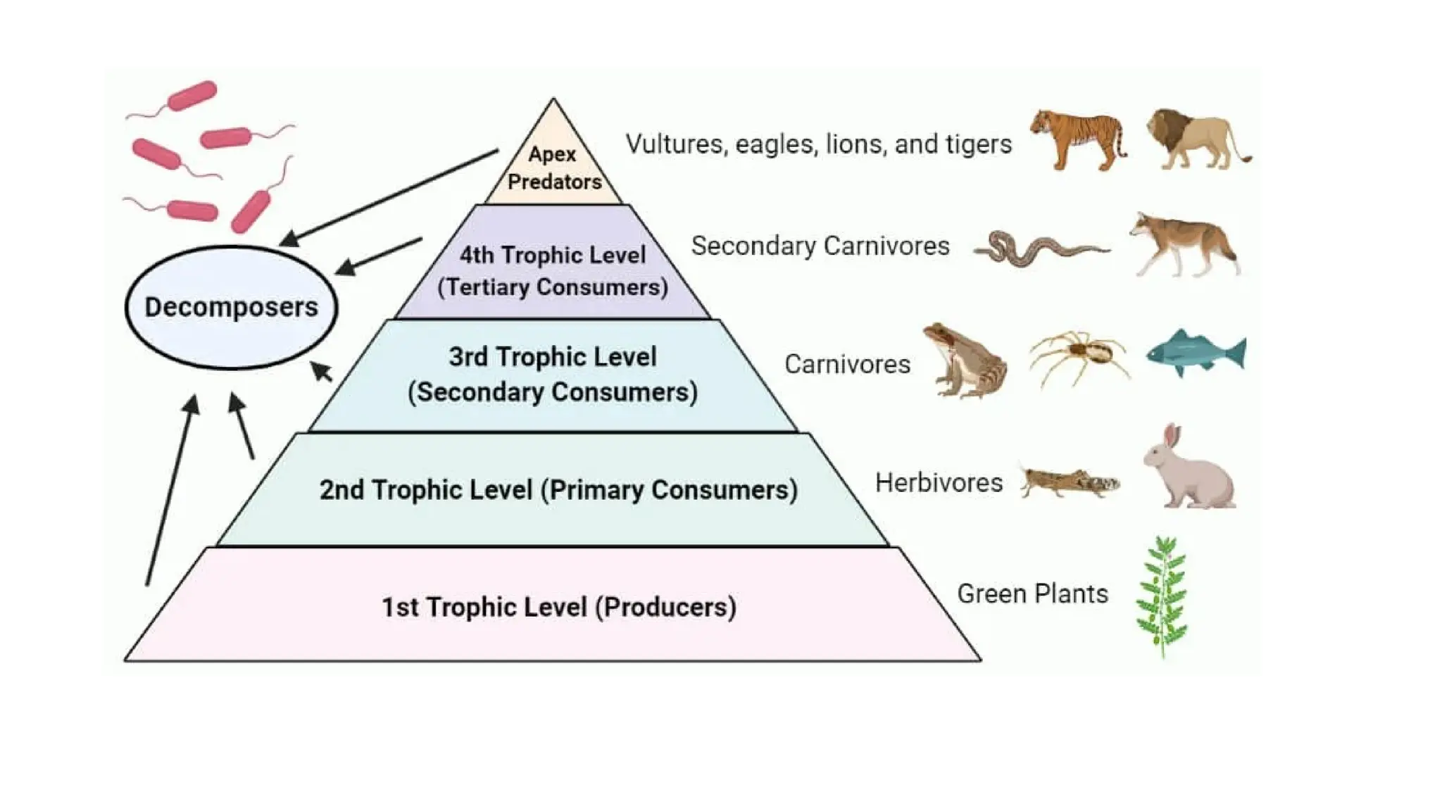 performance task 1 trophic level quarter 2 | PPTX