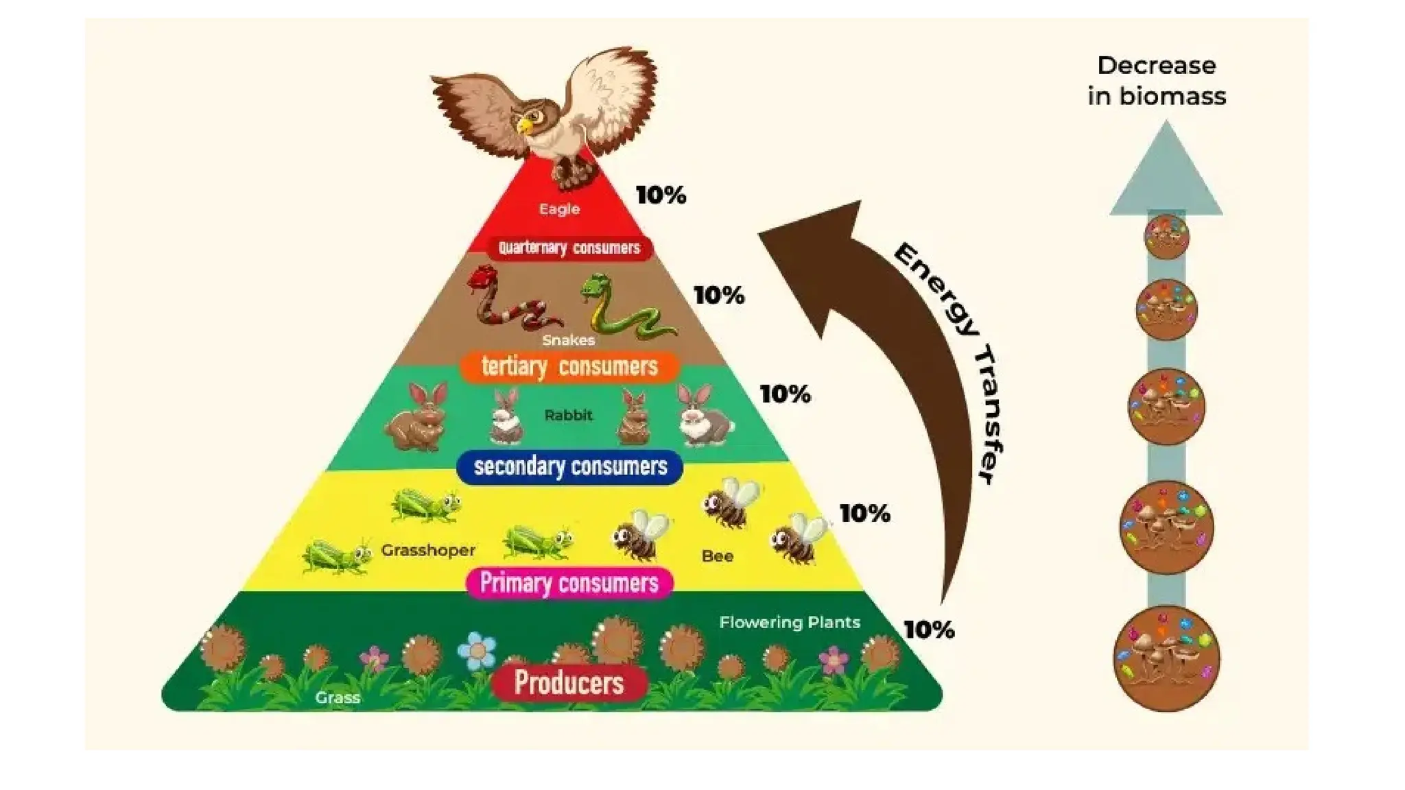 performance task 1 trophic level quarter 2 | PPT performance task 1 trophic level quarter 2 | PPT
