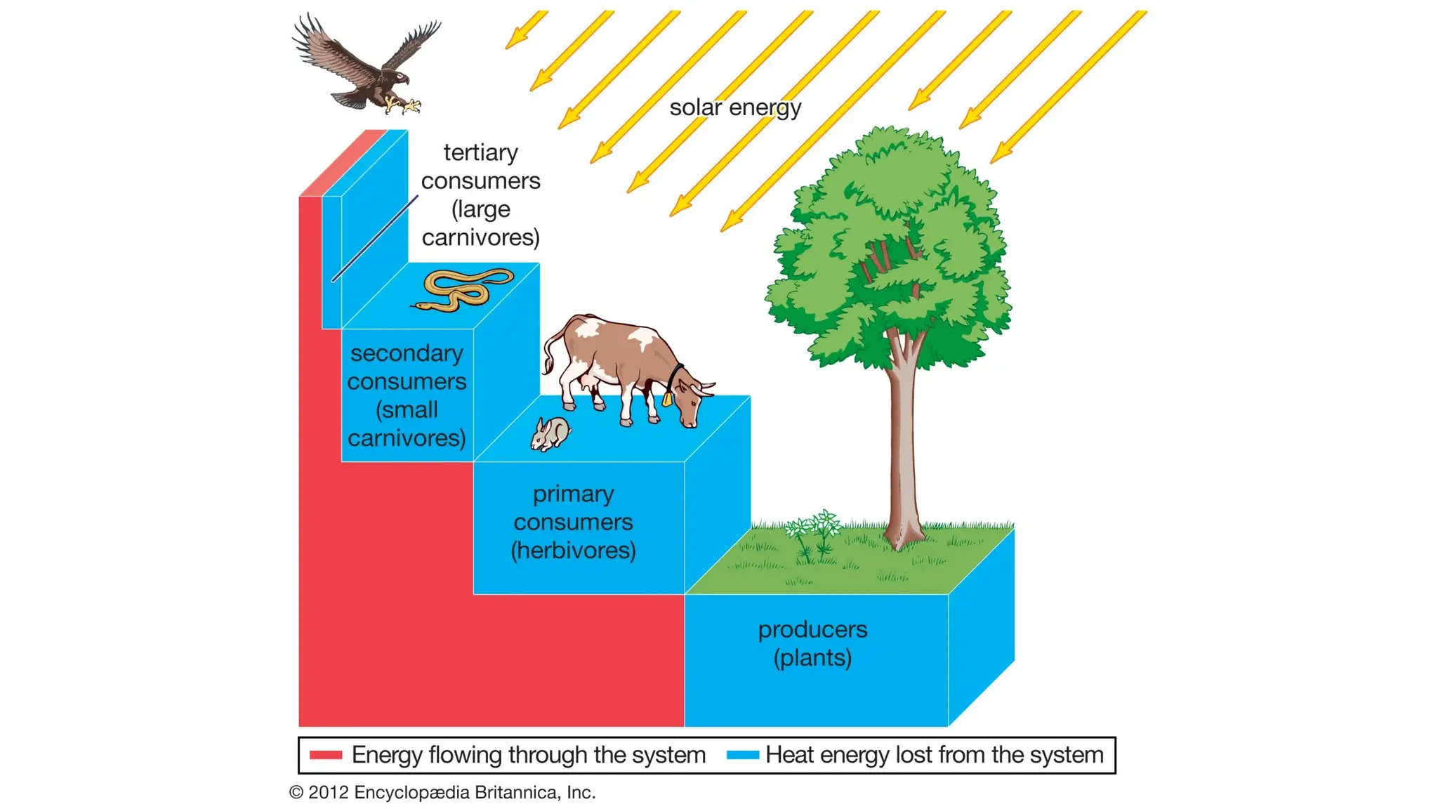 performance task 1 trophic level quarter 2 | PPTX
